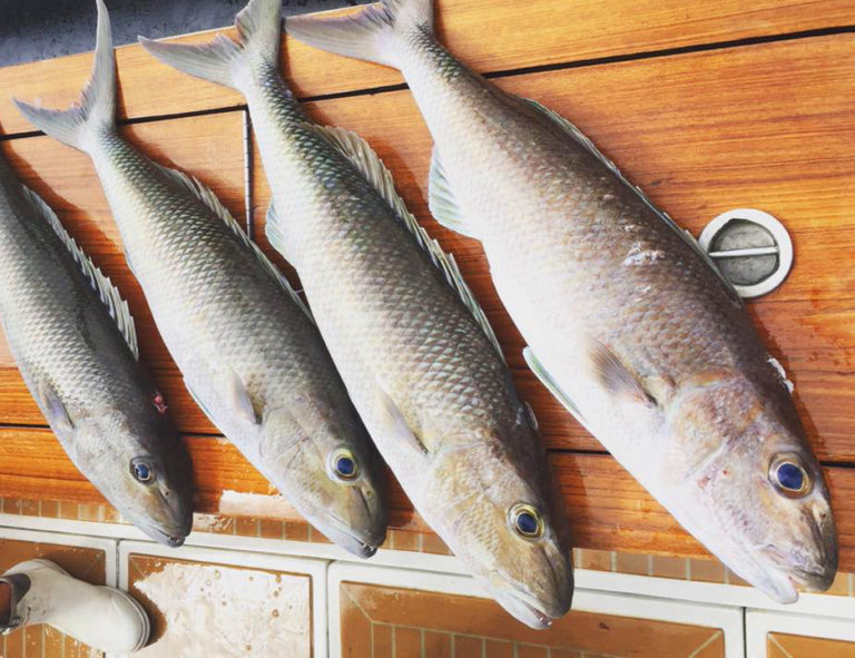 The Kraken Experience - Kraken Fish Co