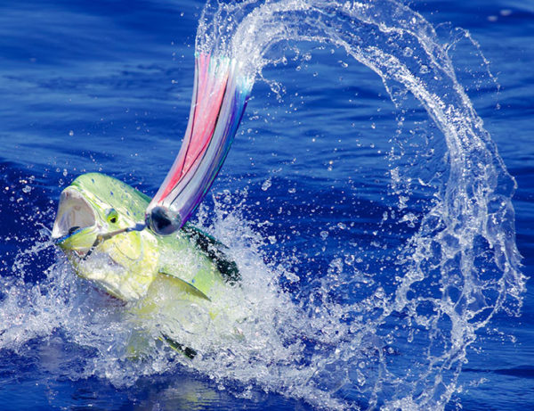 Kona Fishing Charters - Kraken Fish Co